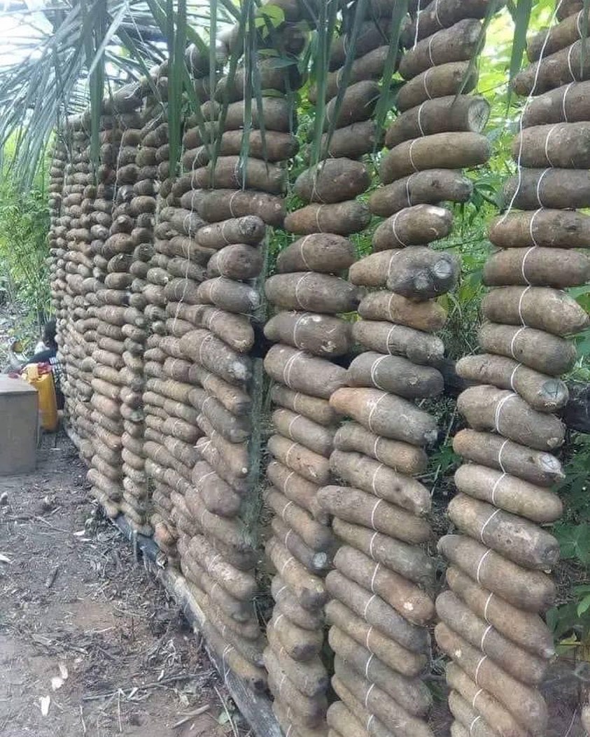 STORAGE OF YAM (BARN) – Danza Travels & Tours